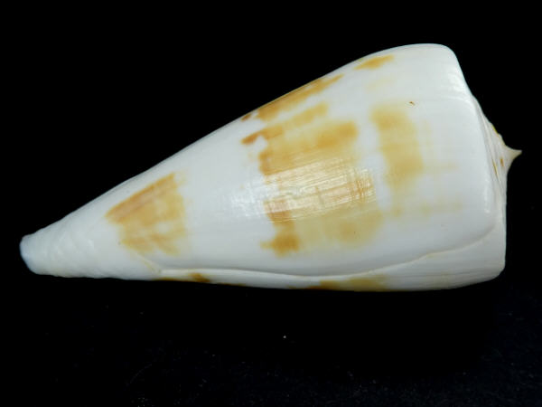 shellauction.net :: Conus recluzianus - 3215928