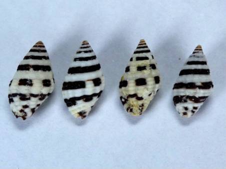 shellauction.net :: Engina zonalis - 3215977