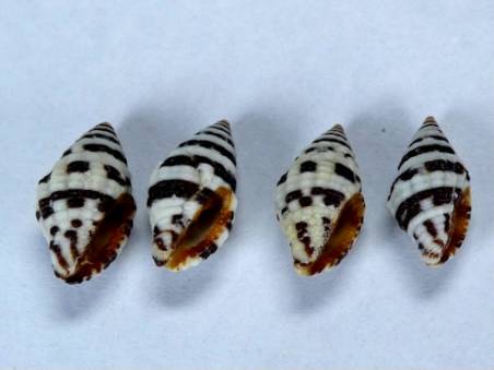 shellauction.net :: Engina zonalis - 3215977