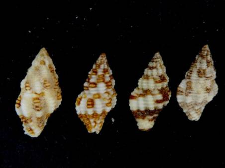 shellauction.net :: Engina lanceolata - 3215994