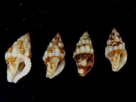 shellauction.net :: Engina lanceolata - 3215994