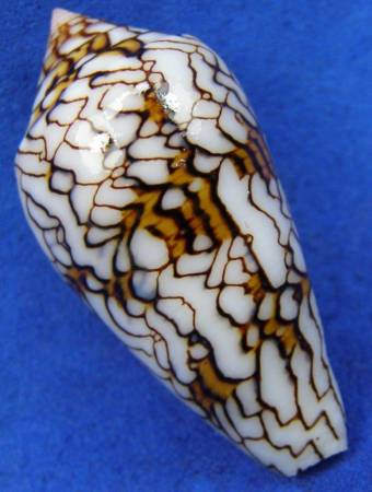 shellauction.net :: Conus textile f. pyramidalis - 3219962