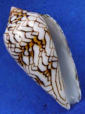 shellauction.net :: Conus textile f. pyramidalis - 3219962