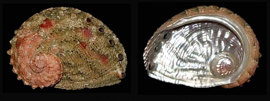 shellauction.net :: Haliotis queketti - 3221616