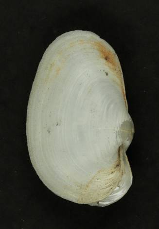 shellauction.net :: Laternula constricta - 3221689