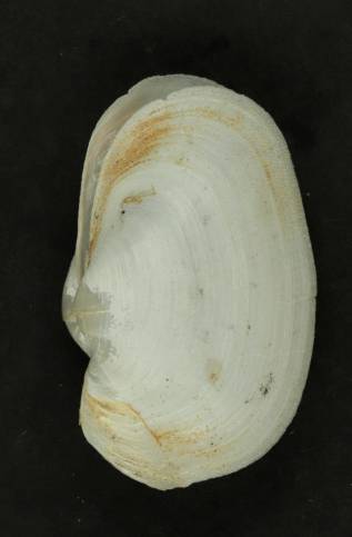 shellauction.net :: Laternula constricta - 3221689