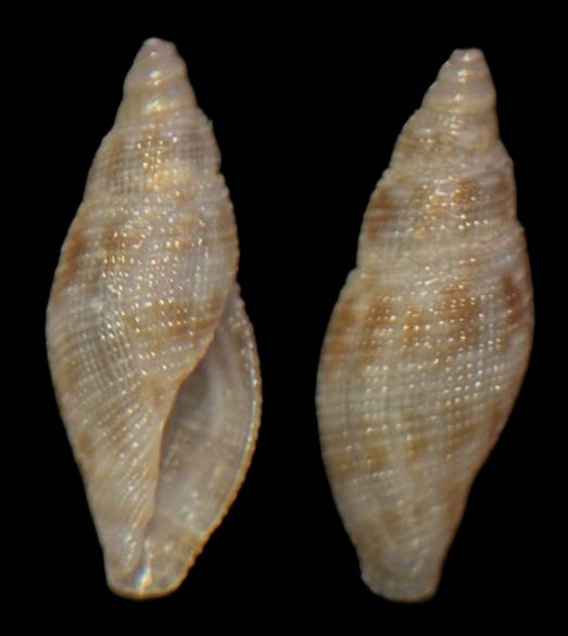 shellauction.net :: Daphnella lymneiformis - 3222422