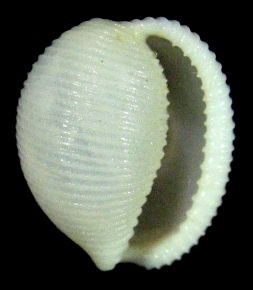 shellauction.net :: Trivia multicostata - 3223190