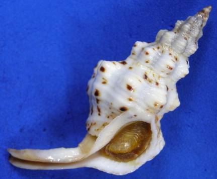 shellauction.net :: Fusinus polygonoides - 3223883