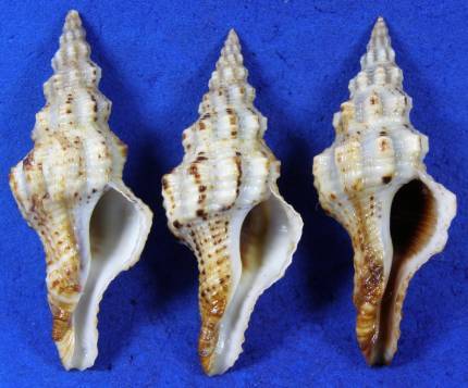 shellauction.net :: Fusinus polygonoides - 3223888