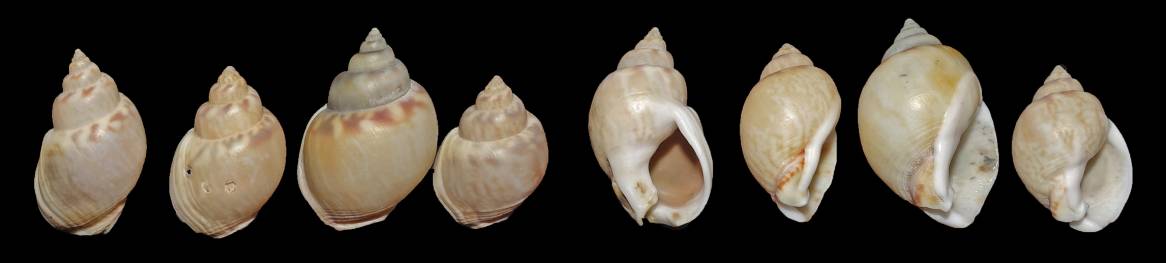 shellauction.net :: Tritia mutabilis - 3224423