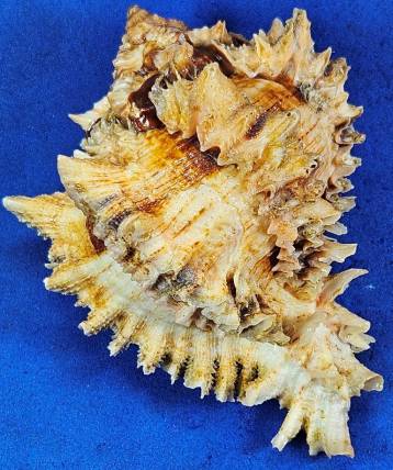 shellauction.net :: Hexaplex regius - 3228316