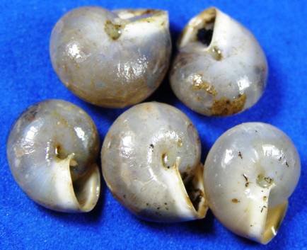 shellauction.net :: Monacha obstructa - 3235745