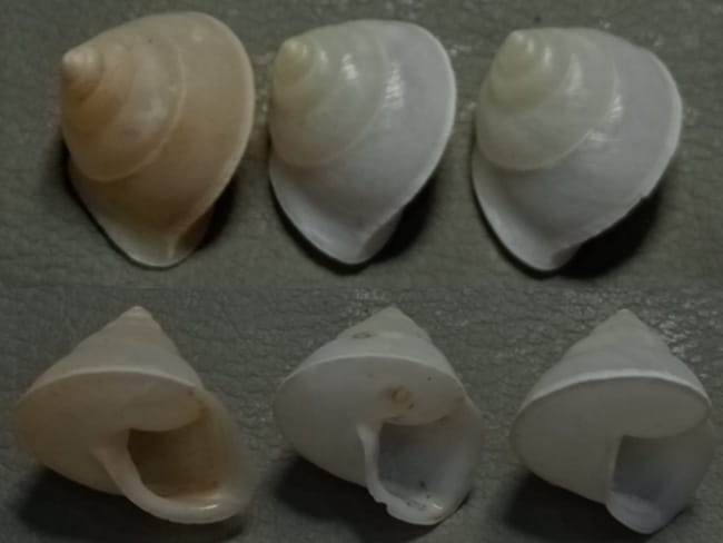 shellauction.net :: Papuina stevensi - 3238695