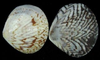 shellauction.net :: Circe scripta - 3239999