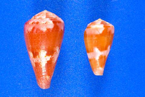 shellauction.net :: Conus pertusus pertusus - 3241071