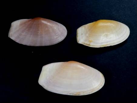 shellauction.net :: Gari anomala - 3241269