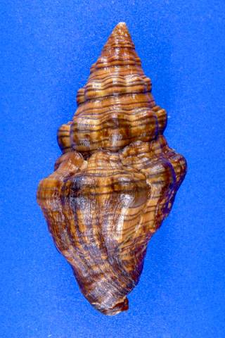 shellauction.net :: Latirus gibbulus - 3241488