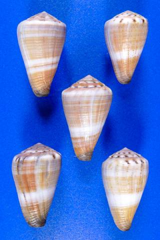 shellauction.net :: Conus biliosus meyeri - 3241490