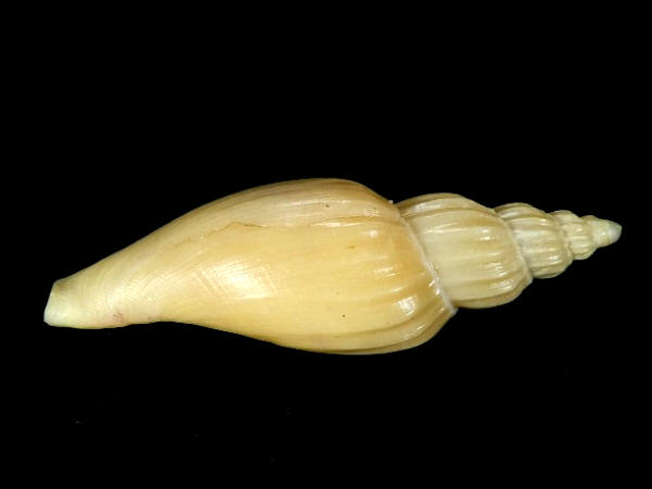 shellauction.net :: Fulgoraria delicata - 3242355