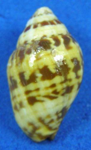 shellauction.net :: Strigatella litterata - 3245625