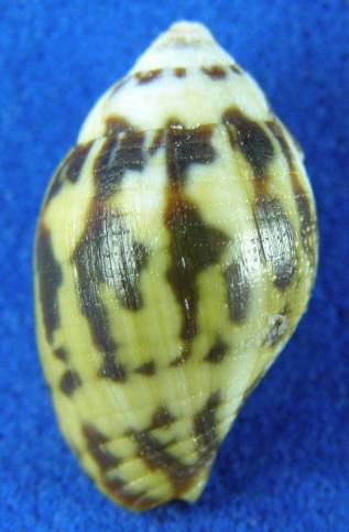 shellauction.net :: Strigatella litterata - 3245627