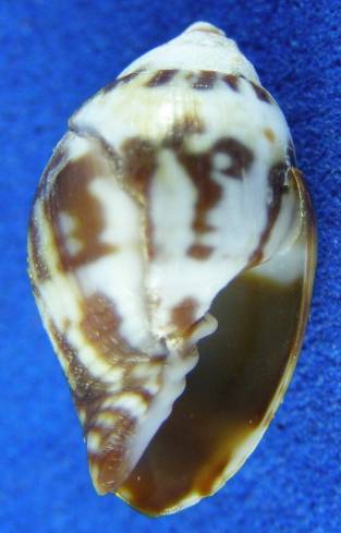 shellauction.net :: Strigatella litterata - 3245627