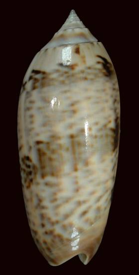 shellauction.net :: Oliva ornata cf. - 3246597