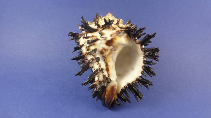 shellauction.net :: Muricanthus radix - 3249243