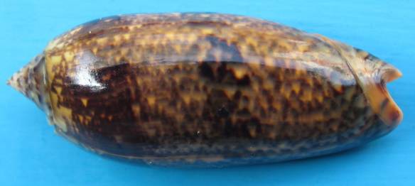 shellauction.net :: Oliva miniaceoliva flammeacolor - 3251200