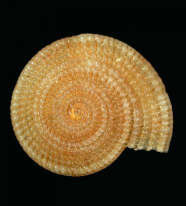 shellauction.net :: Pseudotorinia architae - 3251799