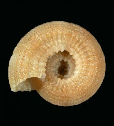 shellauction.net :: Pseudotorinia architae - 3251799