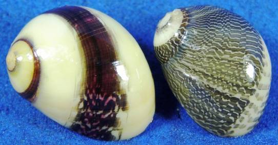 shellauction.net :: Neritina communis - 3251807