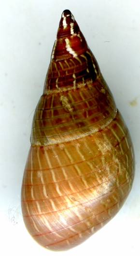 shellauction.net :: Phasianella solida - 3251874