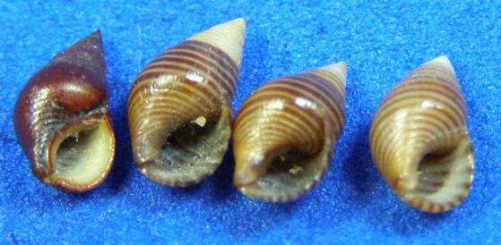 shellauction.net :: Planaxis lineata - 3254291