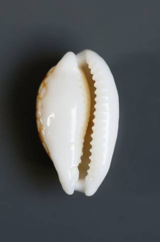 shellauction.net :: Cribrarula cribraria f. zadela - 3256039