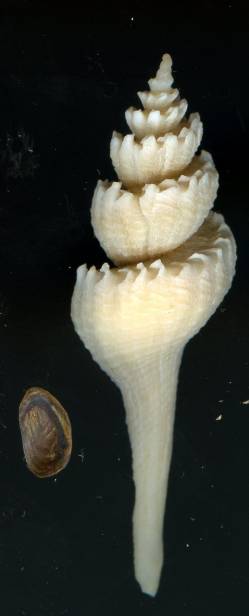 shellauction.net :: Coronium elegans - 3257825