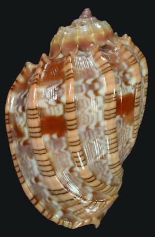 shellauction.net :: Harpa harpa - 3258170