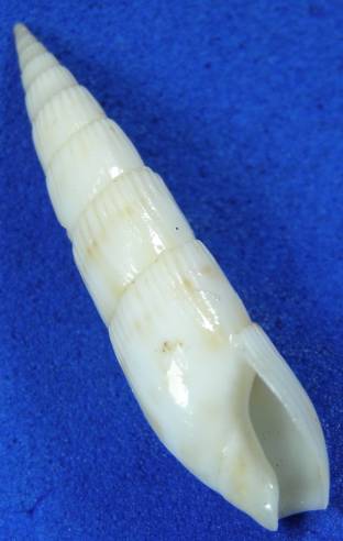 shellauction.net :: Hastula albula - 3259179