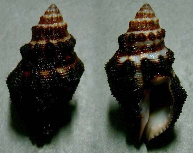 shellauction.net :: Drupella margariticola - 3259938