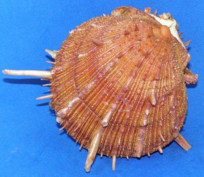 shellauction.net :: Spondylus regius - 3260974