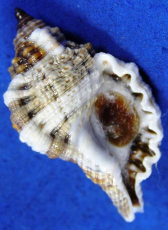 shellauction.net :: Cymatium muricinum - 3261398