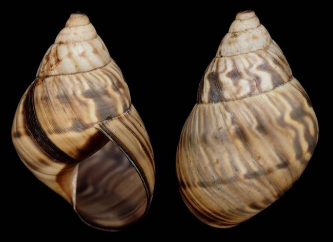 shellauction.net :: Orthalicus princeps - 3264045