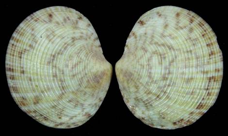 shellauction.net :: Semele zebuensis - 3264200