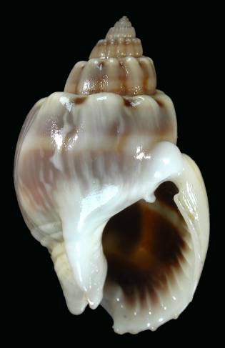 shellauction.net :: Nassarius coronatus - 3264691