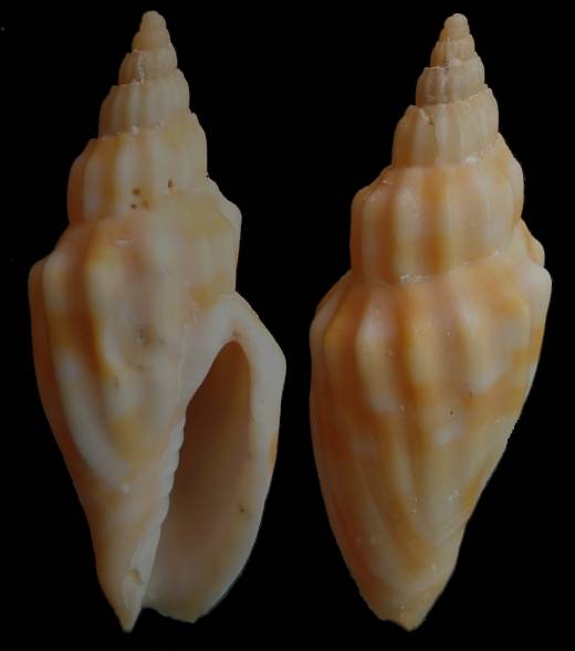 shellauction.net :: Callipara queketti parkrynieensi - 3264957