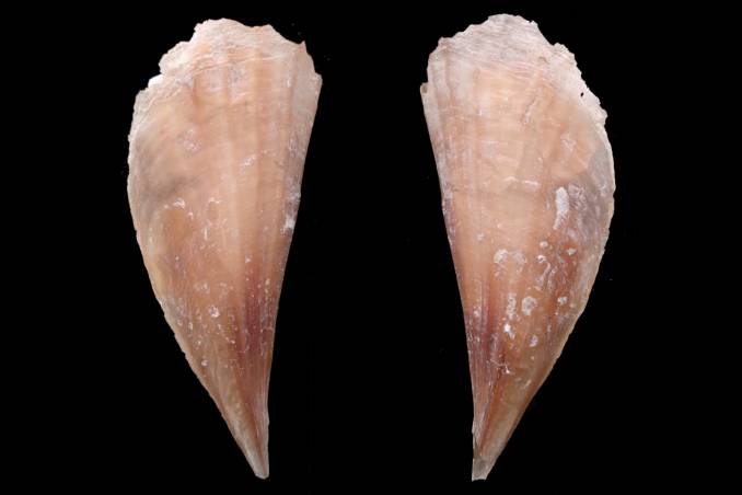 shellauction.net :: Pinna carnea - 3265314