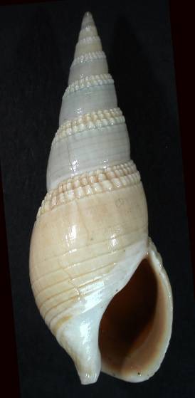 shellauction.net :: Bullia vittata - 3266740