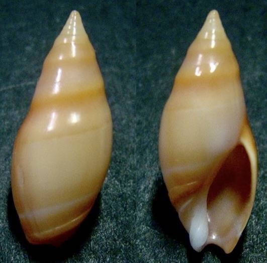 shellauction.net :: Amalda sp. - 3266987