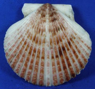 shellauction.net :: Argopecten purpuratus - 3268651